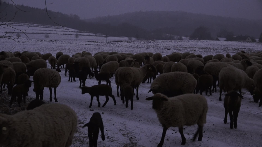 206 Counting Sheep Videos