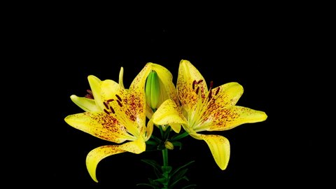 Flowering Partial Withering Yellow Lily Time Stock Footage Video (100% ...