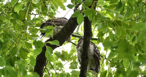Juvenile Bird Northern Boobook Ninox Japonica Stock Footage Video (100% ...