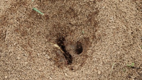 Ants Digging Ground Build Their Home Stock Footage Video (100% Royalty ...