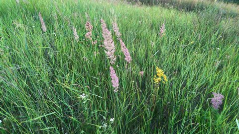 Wild Melinis Minutiflora Meadow Molasses Grass Stock Footage Video (100 ...