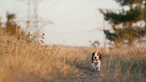 Awesome Beagle Puppy On Nature Pastel Stock Footage Video (100% Royalty ...