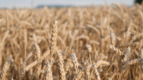Close View Rye Heads Golden Wheat Stock Footage Video (100% Royalty ...