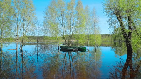 Trees That Standing Water During Spring Stock Footage Video (100% ...