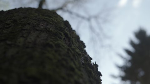 Slow Motion Gimbal Shot Tree Trunk Stock Footage Video (100% Royalty ...
