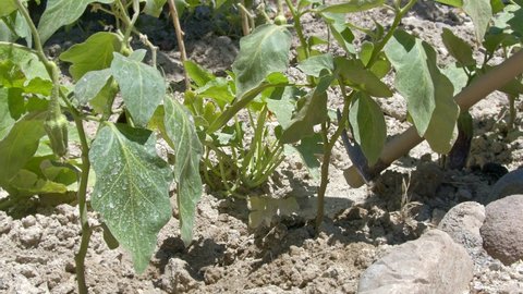 Farmer Using Trowel Hoe Preparing Ground Stock Footage Video (100% ...