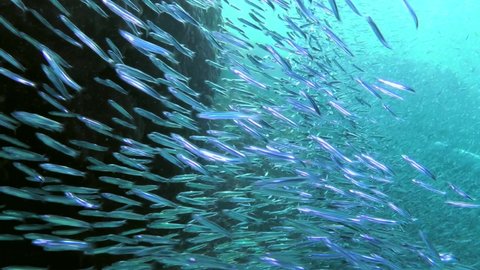 Massive School Small Fish Hardyhead Silverside Stock Footage Video (100 ...