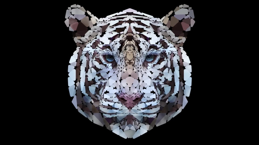11 Tiger poly Stock Video Footage - 4K and HD Video Clips | Shutterstock
