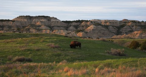 Bison Grazing During Sunset North Dakota Stock Footage Video (100% ...