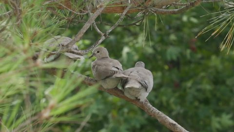 Three Grey Turtle Doves Sitting On Stock Footage Video (100% Royalty ...