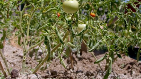 Farmer Using Trowel Hoe Preparing Ground Stock Footage Video (100% ...