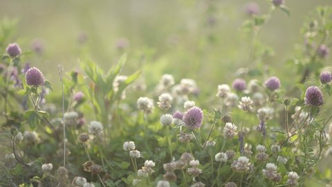 Natural Spring Field Where Flowers Grow Stock Footage Video (100% ...