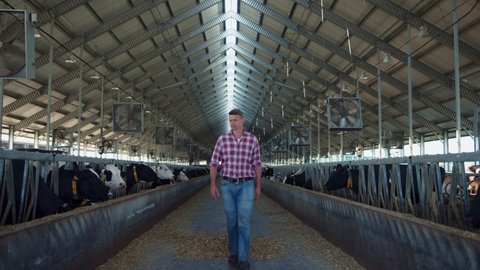 Farm Owner Walking Barn Checking Milk Stock Footage Video (100% Royalty ...