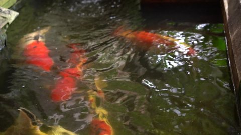Koi Famous Beautiful Colorful Japanese Fish Stock Footage Video (100% ...