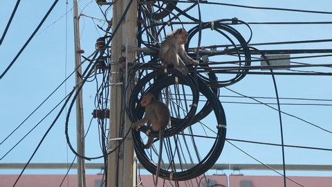 Two Monkeys Climbing Power Line Stock Footage Video (100% Royalty-free ...