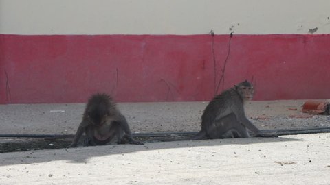 Two Baby Monkeys Looking Things Pipes Stock Footage Video (100% Royalty ...