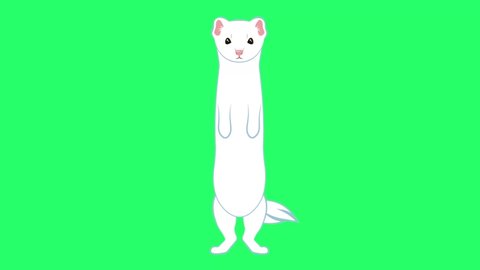 Dancing Weasel Green Screen On Background Stock Footage Video (100% ...