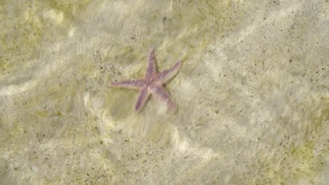 Star Fish Under Water Sand Stock Footage Video (100% Royalty-free ...