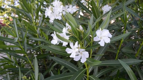 Beautiful White Oleander Detail Sunny Windy Stock Footage Video (100% ...