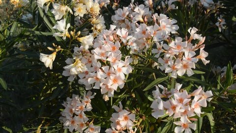 Beautiful Colorful Oleander Detail Sunny Windy Stock Footage Video (100 ...