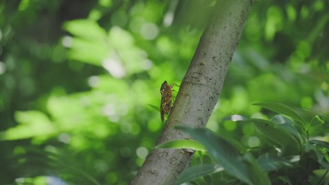 Brown Cicada 4k Uhd Perching On Stock Footage Video (100% Royalty-free ...