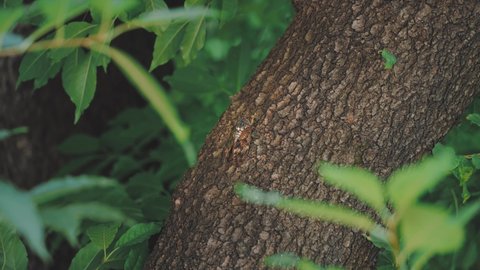 Brown Cicada 4k Uhd Perching On Stock Footage Video (100% Royalty-free ...