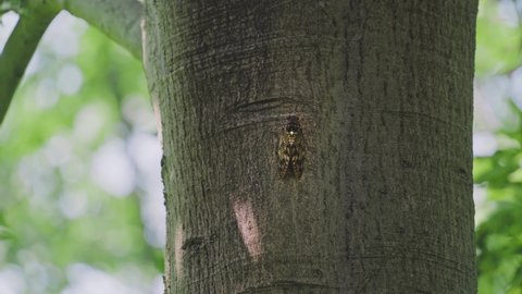Brown Cicada 4k Uhd Perching On Stock Footage Video (100% Royalty-free ...