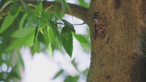Brown Cicada 4k Uhd Perching On Stock Footage Video (100% Royalty-free ...