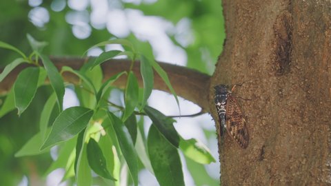 Brown Cicada 4k Uhd That Takes Stock Footage Video (100% Royalty-free ...