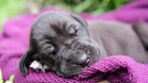 Portrait Cute Adorable Newborn Puppy Sleeping Stock Footage Video (100% ...