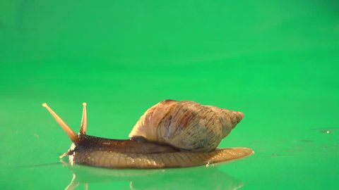 snail on green screen Stock Footage Video (100% Royalty-free ...