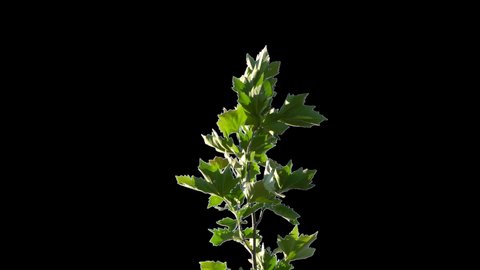 Isolated Plants Alpha Channel Green Plants Stock Footage Video (100% ...