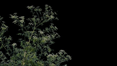 Isolated Plants Alpha Channel Green Plants Stock Footage Video (100% ...