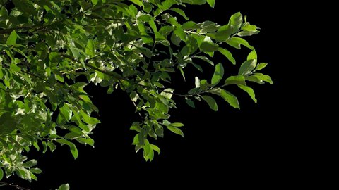 Isolated Plants Alpha Channel Green Plants Stock Footage Video (100% ...