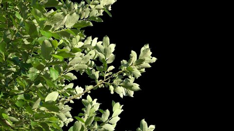 Isolated Plants Alpha Channel Green Plants Stock Footage Video (100% ...