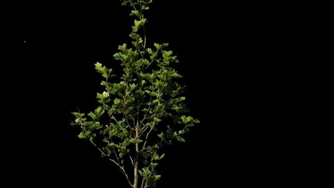 Isolated Plants Alpha Channel Green Plants Stock Footage Video (100% ...