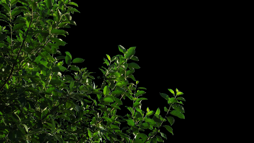 11,464 Tree With Alpha Stock Video Footage - 4K and HD Video Clips ...