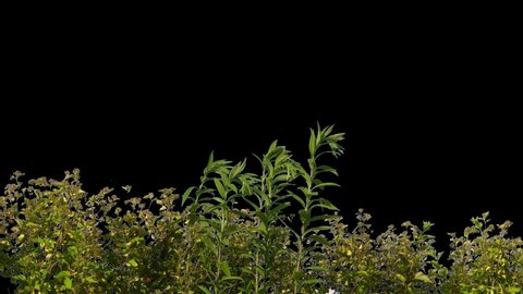 Isolated Plants Alpha Channel Green Plants Stock Footage Video (100% ...