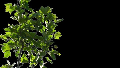 Isolated Plants Alpha Channel Green Plants Stock Footage Video (100% ...