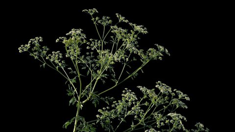 Isolated Plants Alpha Channel Green Plants Stock Footage Video (100% ...