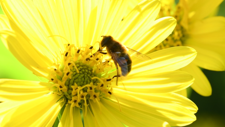 197 Compass plant Stock Video Footage - 4K and HD Video Clips ...