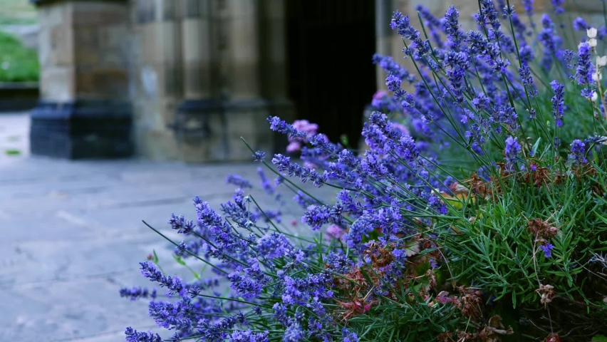 19 Lavender pathway Stock Video Footage - 4K and HD Video Clips ...