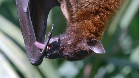 Close Large Flying Fox Licking Thumb Stock Footage Video (100% Royalty ...