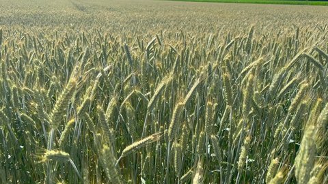 Wheat Crops Swaying Wind On Field Stock Footage Video (100% Royalty ...