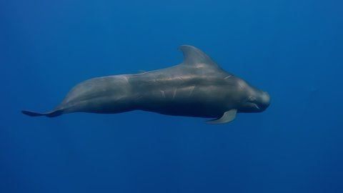 Asian Long Finned Pilot Whale Baby Stock Footage Video (100% Royalty ...