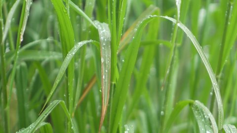 Long Bladed Grass Leaves Dancing Wind Stock Footage Video (100% Royalty ...