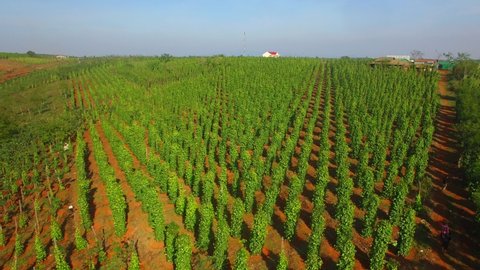 Afternoon Pepper Garden Dak Lak Pepper Stock Footage Video (100% ...