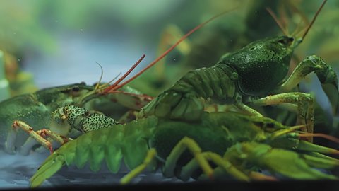 Crayfish Crawl On Bottom Aquarium Store Stock Footage Video (100% ...