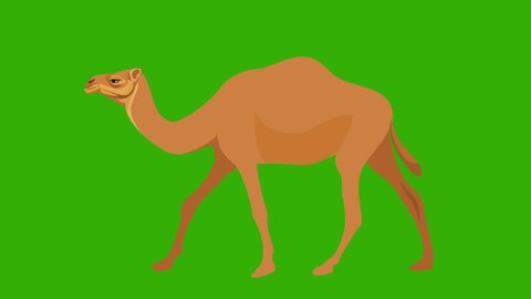 Camel Walk Cycle Animation Camel Riding Stock Footage Video (100% ...