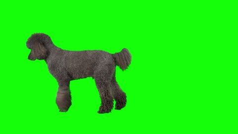 4k Standard Poodle On Green Screen Stock Footage Video (100% Royalty ...